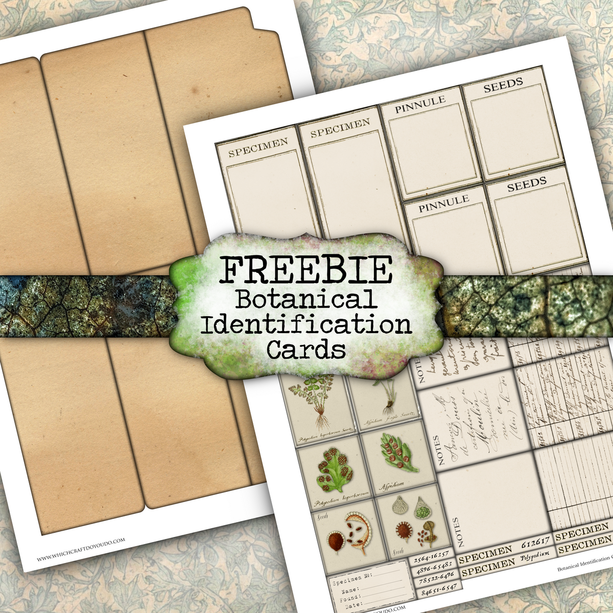 FREEBIE - Botanical Identification Cards - Set One - DI-10238 - Digita ...